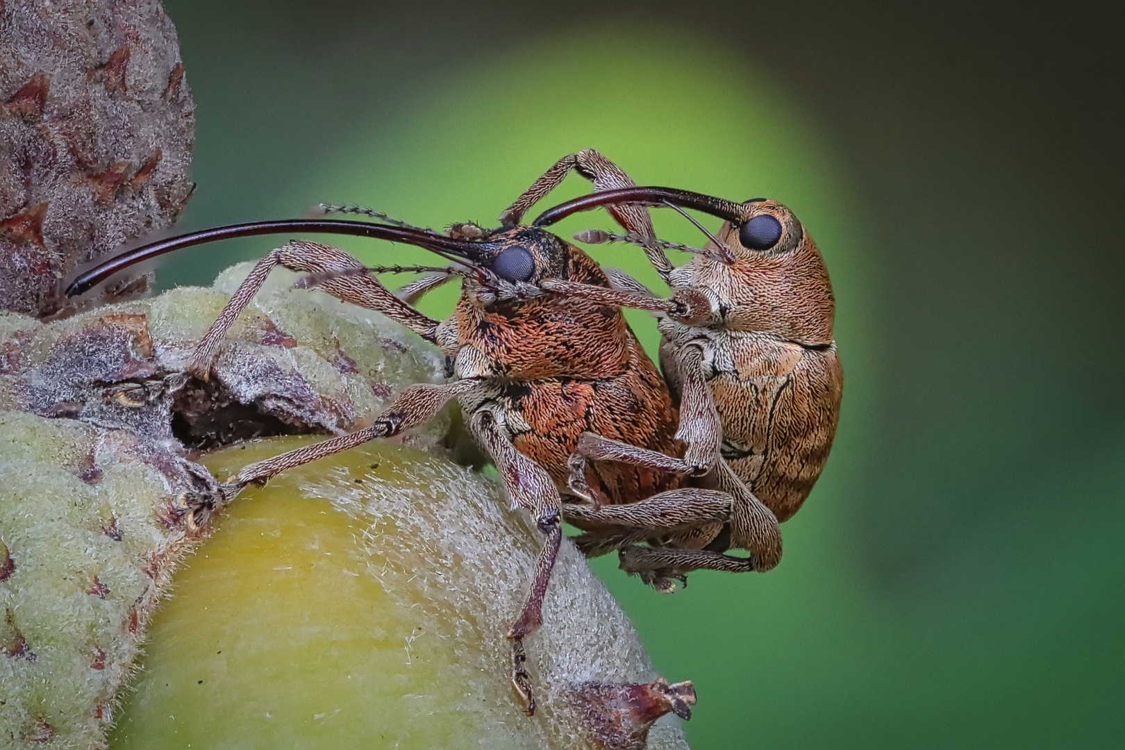 Eichelbohrer Foto & Bild | tiere, wildlife, insekten Bilder auf fotocommunity