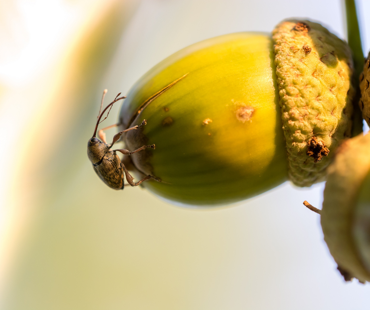 Eichelbohrer Foto & Bild | natur, insekten, tiere Bilder auf fotocommunity