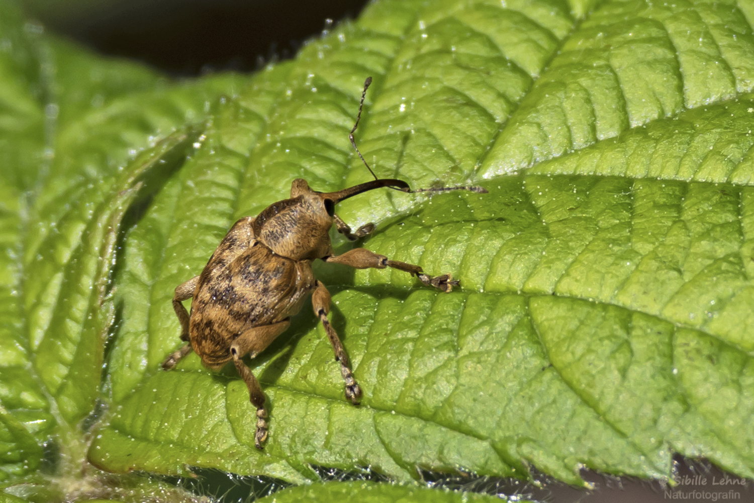 Eichelbohrer Foto & Bild | makro, natur, insekten Bilder auf fotocommunity