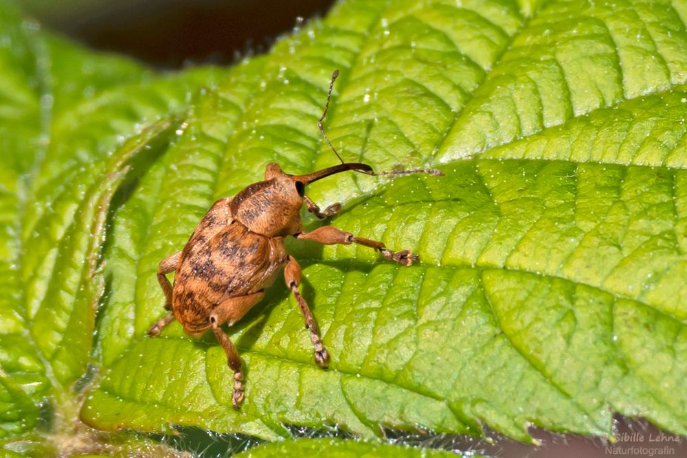 Eichelbohrer Foto & Bild | makro, natur, insekten Bilder auf fotocommunity