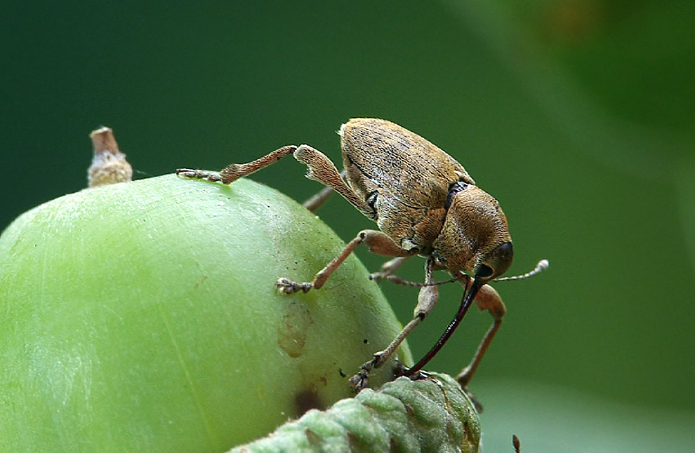 Eichelbohrer bei der Arbeit Foto & Bild | tiere, wildlife, insekten Bilder auf fotocommunity