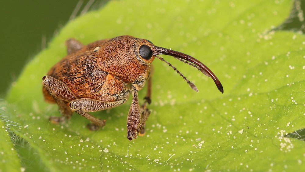 Eichelbohrer.... Foto & Bild | tiere, wildlife, insekten Bilder auf fotocommunity