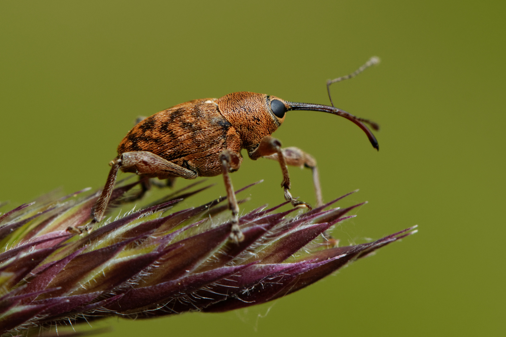 Eichelbohrer oder Gewöhnlicher Eichelbohrer (Curculio glandium) Foto & Bild | mai, fotos ...