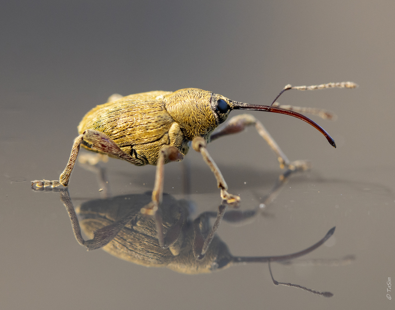 Eichelbohrer / Rüsselkäfer Foto & Bild | tiere, wildlife, insekten Bilder auf fotocommunity