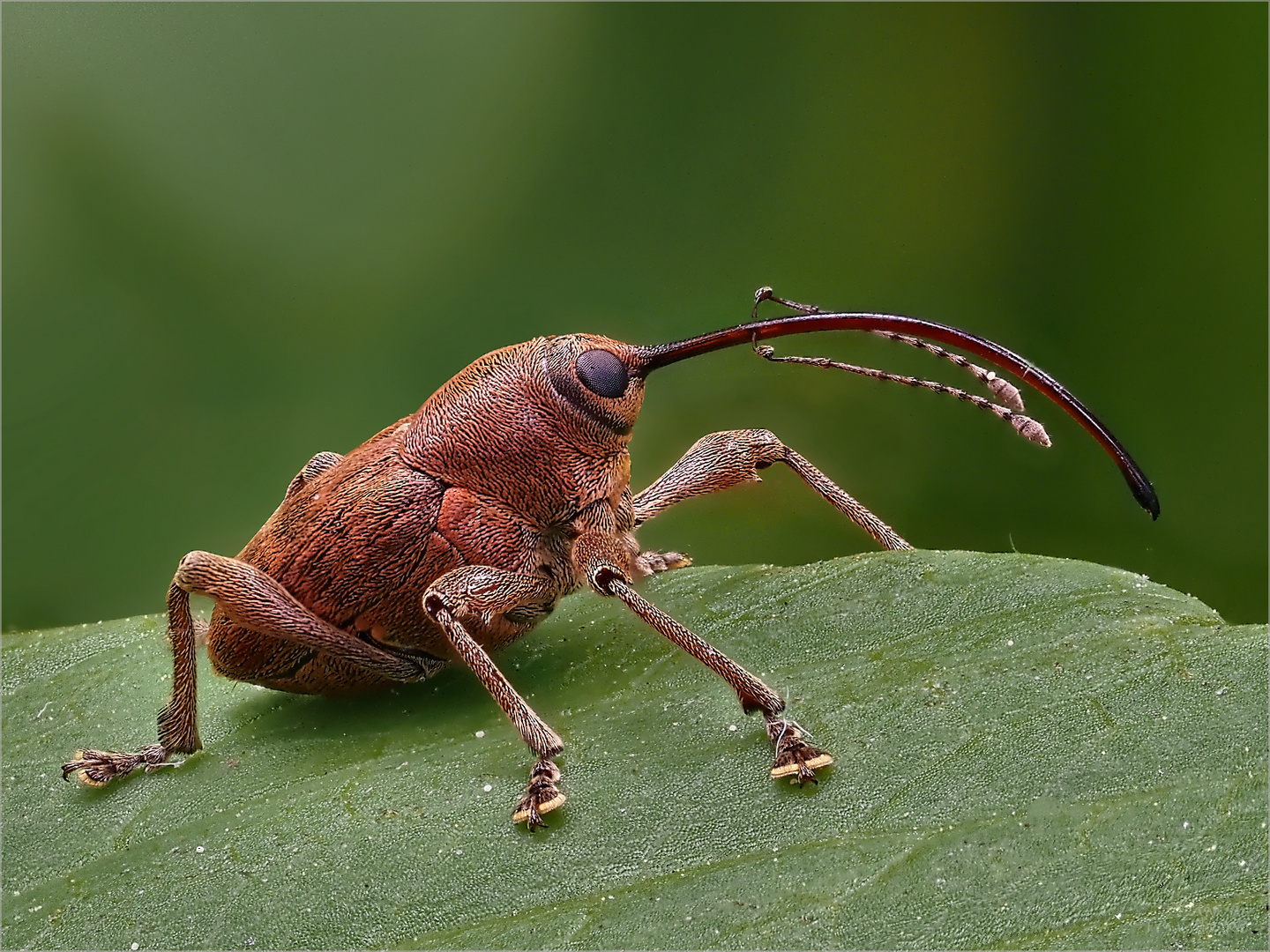 eichelbohrer_4 Foto & Bild | tiere, wildlife, insekten Bilder auf fotocommunity