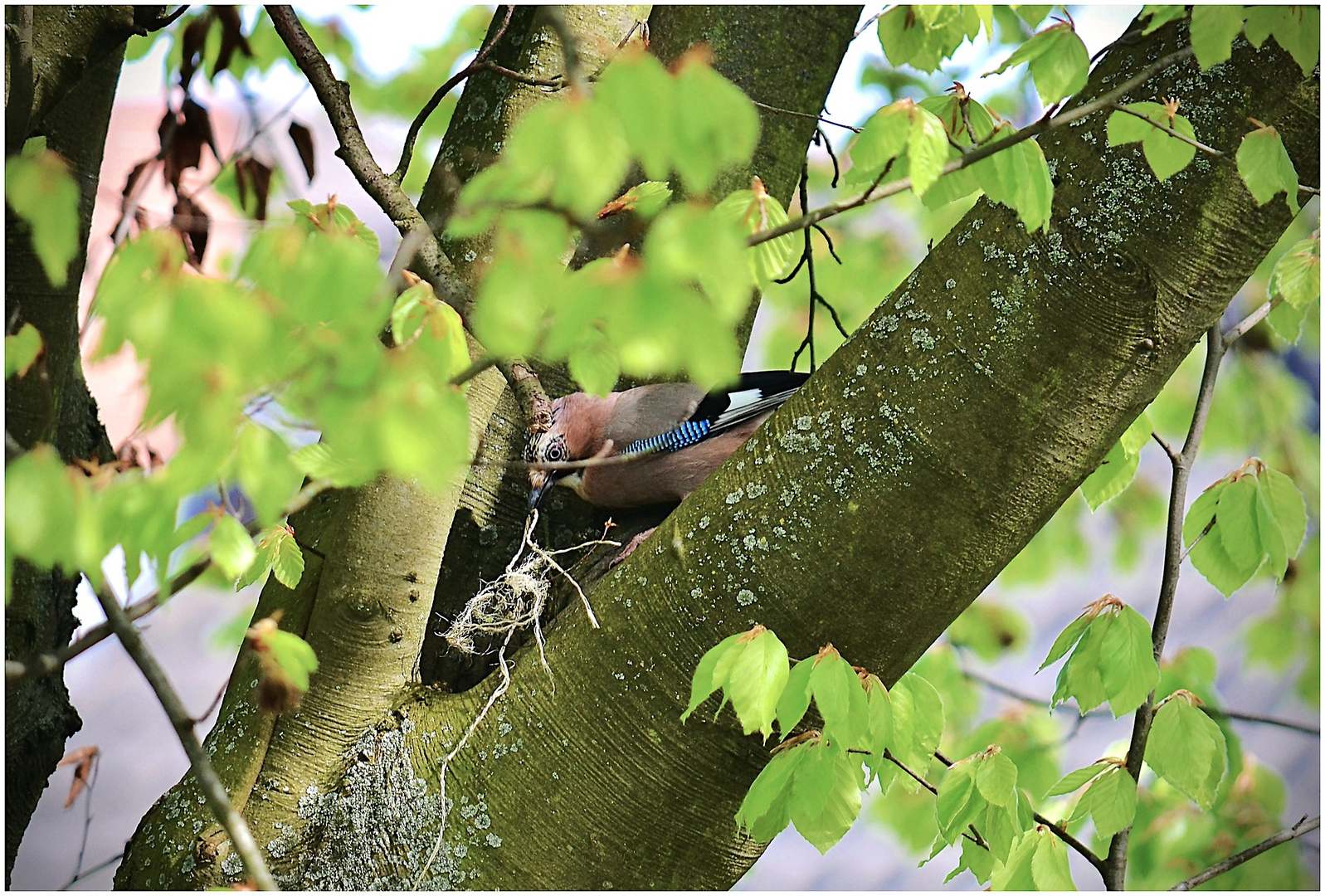 Eichelhäher beim Nestbau Foto & Bild | tiere, wildlife, wild lebende vögel Bilder auf fotocommunity