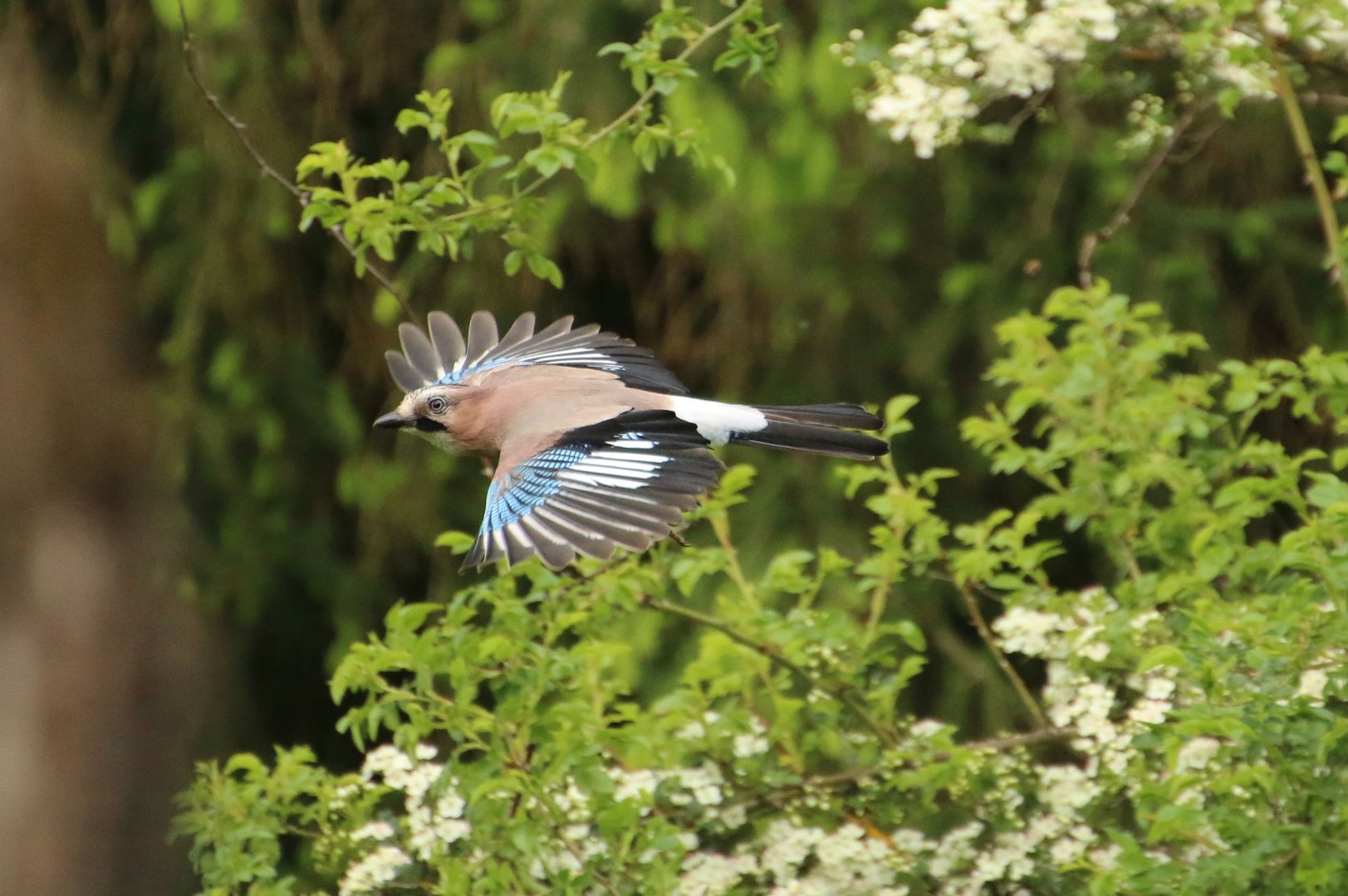 Eichelhäher im Flug Foto & Bild | tiere, fotos, natur Bilder auf ...