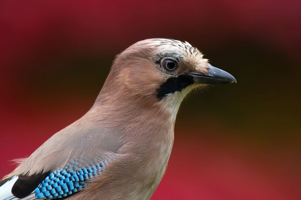 Eichelhäher im Herbstlicht Foto & Bild | natur, tiere, vögel Bilder auf ... Eichelhäher im Herbstlicht Foto & Bild | natur, tiere, vögel Bilder auf ...