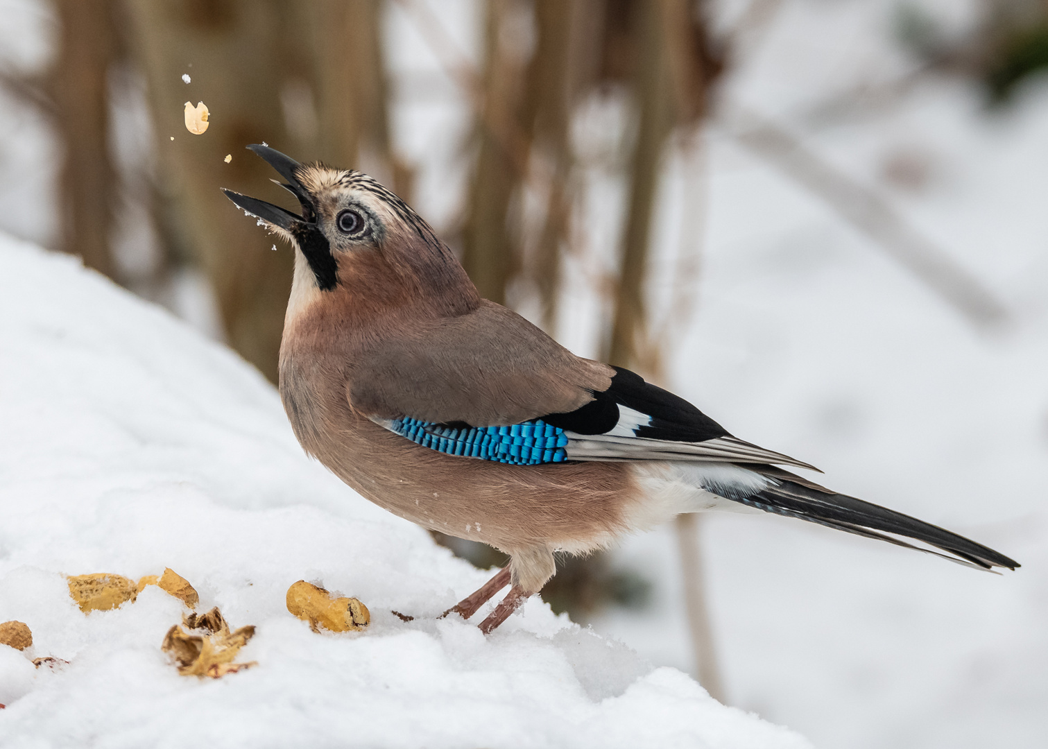 Eichelhäher im Schnee Foto & Bild | spielen, winter, schnee Bilder auf fotocommunity