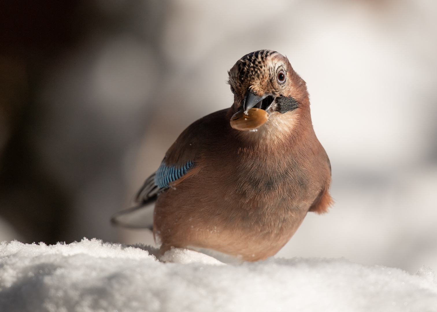Eichelhäher zeigt warum er heisst wie er heisst Foto & Bild | natur ...