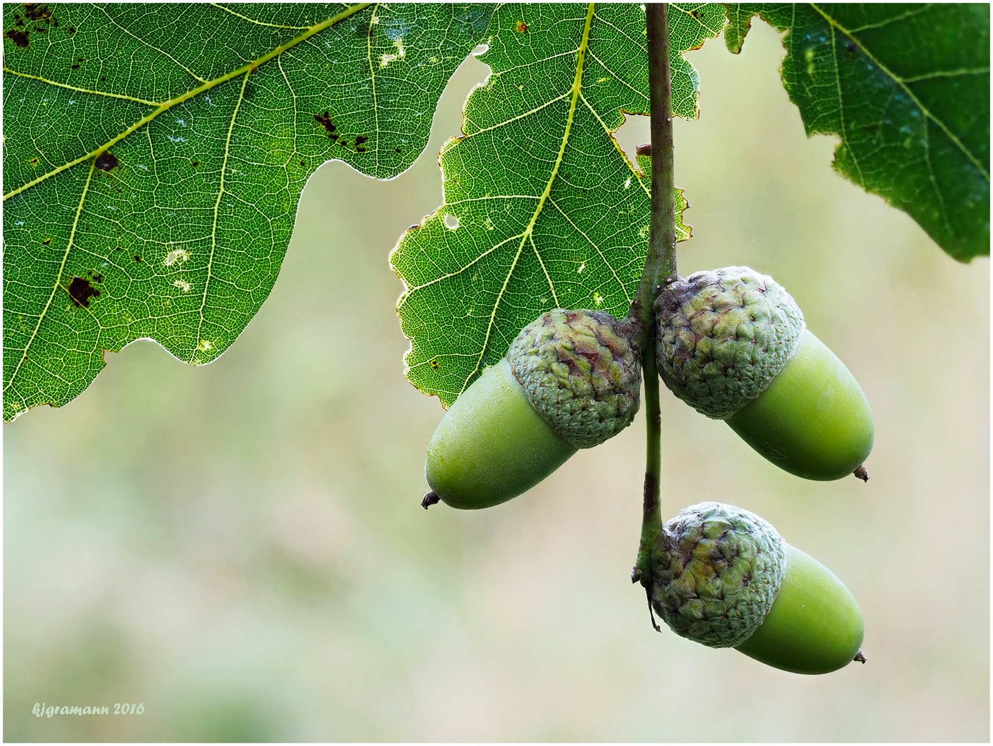 eicheln..... Foto & Bild | makro, natur, pflanzen Bilder auf fotocommunity