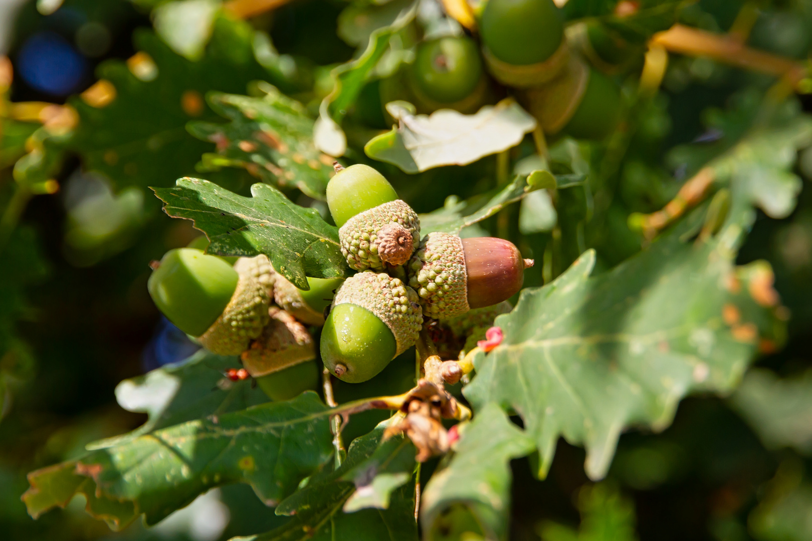 Eicheln Foto & Bild | pflanzen, pilze & flechten, früchte und beeren ...