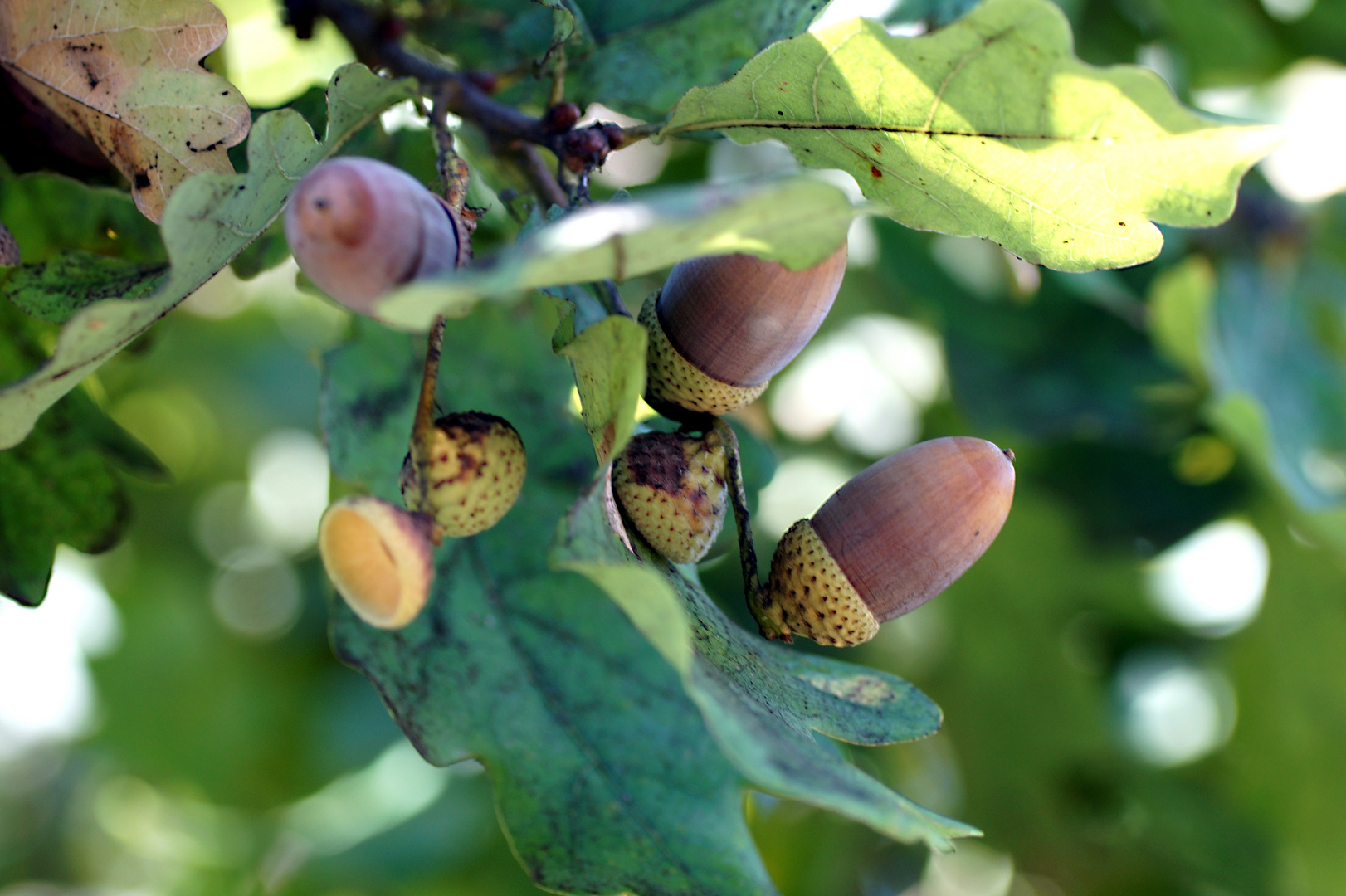 Eicheln Foto & Bild | jahreszeiten, herbst, landschaft Bilder auf ...