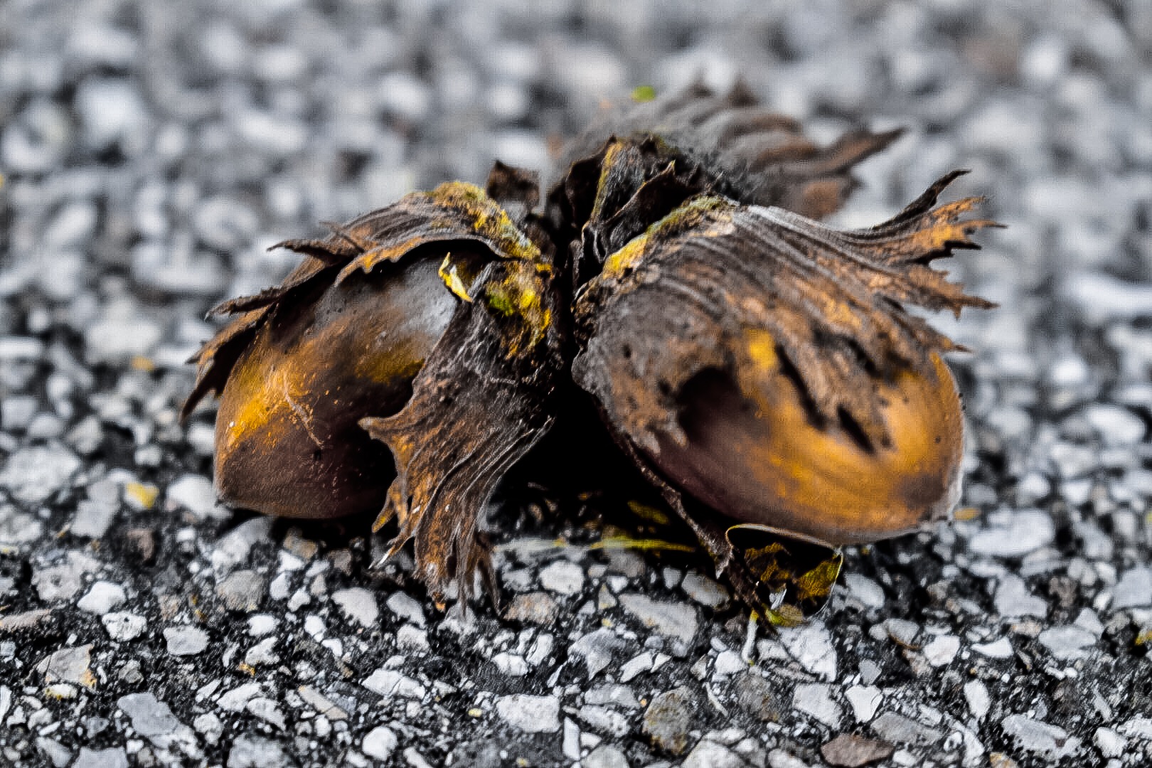 Eicheln sammeln Foto & Bild | jahreszeiten, herbst, fotos Bilder auf ... Eicheln sammeln Foto & Bild | jahreszeiten, herbst, fotos Bilder auf ...