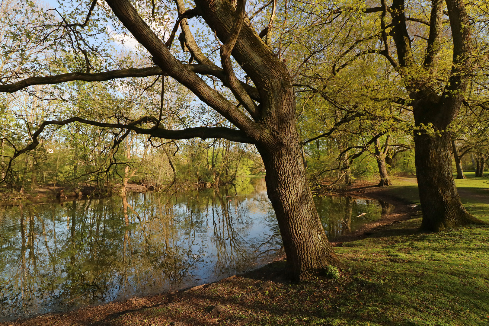 Eichen am Ufer Foto & Bild | park, landschaften, wasser Bilder auf ...