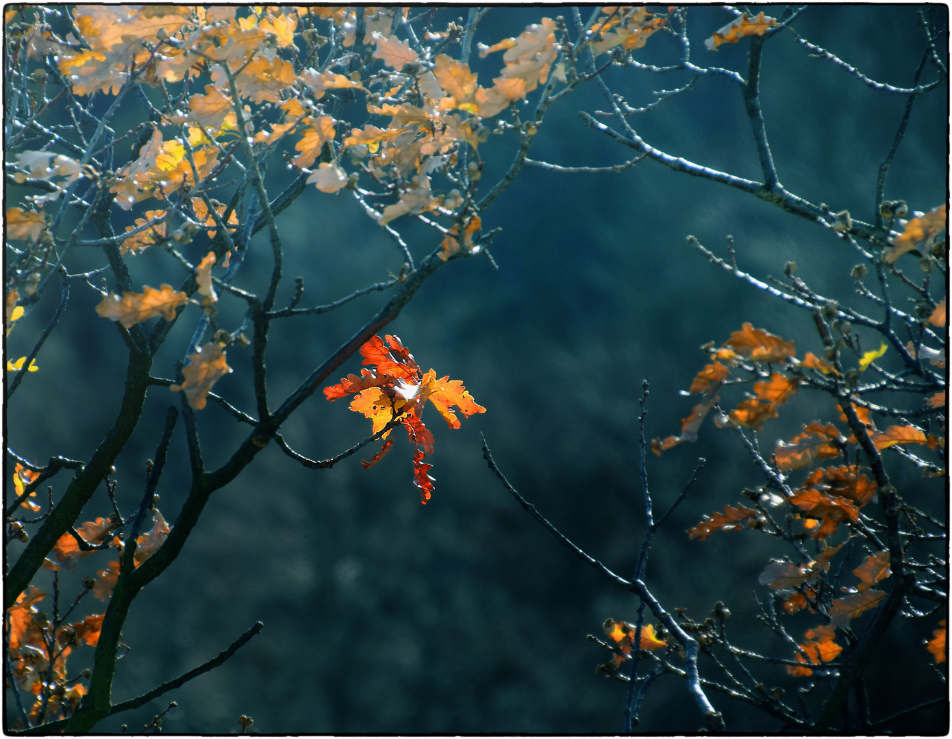 Eichen-Laub Foto & Bild | bäume, natur, herbst Bilder auf fotocommunity