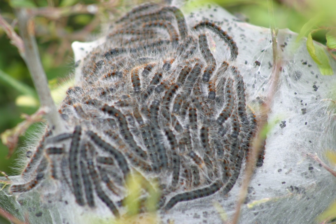 Eichen-Prozessionsspinner Foto & Bild | tiere, tierdetails, natur ...