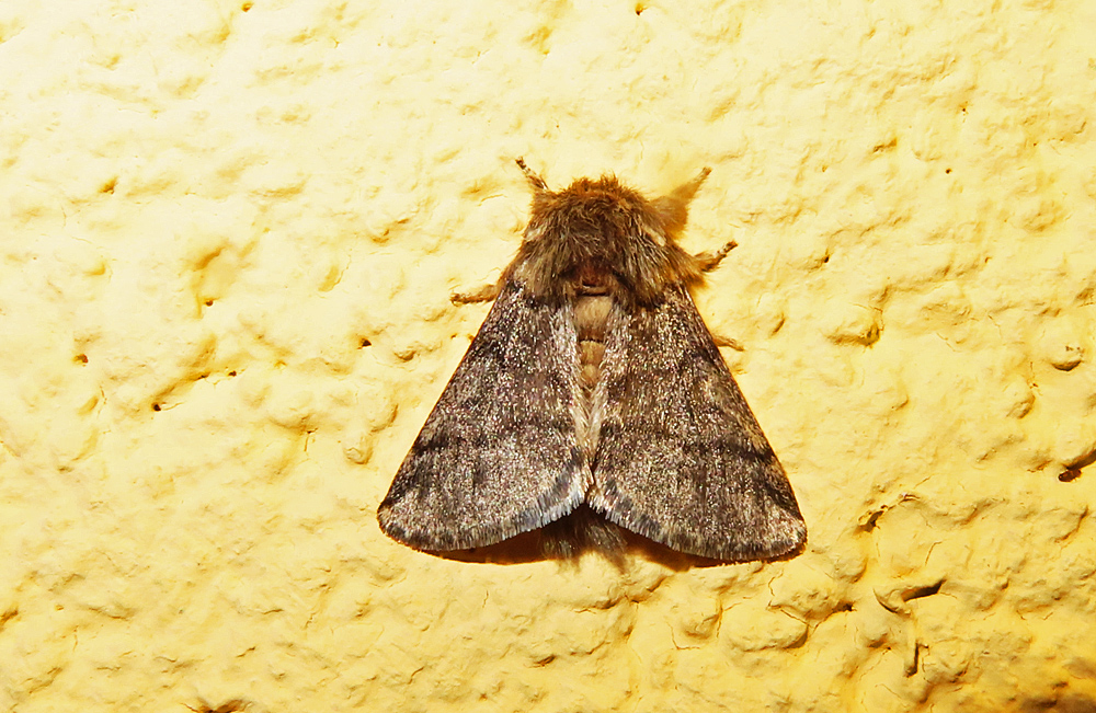 Eichen-Prozessionsspinner Foto & Bild | natur, nachtfalter, insekten ...