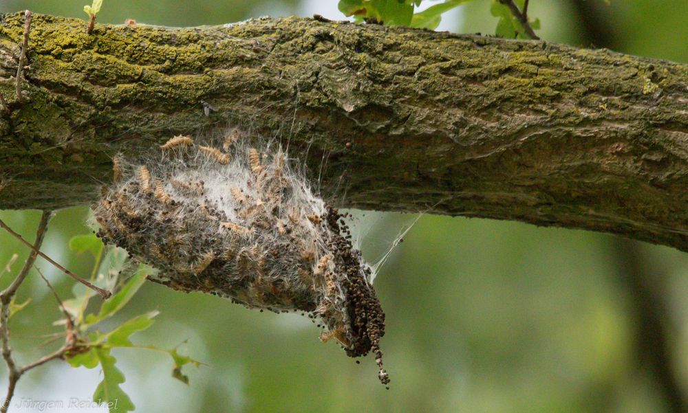 Eichen-Prozessionsspinner Foto & Bild | tiere, wildlife, schmetterlinge ...