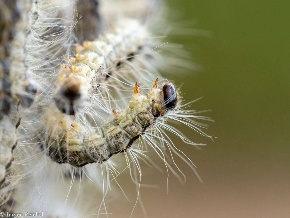 Eichen-Prozessionsspinner Foto & Bild | natur, nachtfalter, insekten ...