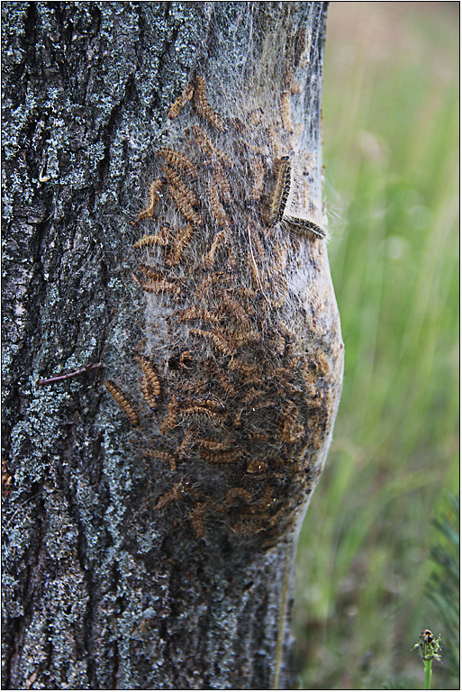 Eichen-Prozessionsspinner Foto & Bild | tiere, wildlife, insekten ...