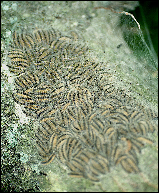 Eichen-Prozessionsspinner Foto & Bild | tiere, wildlife, insekten ...