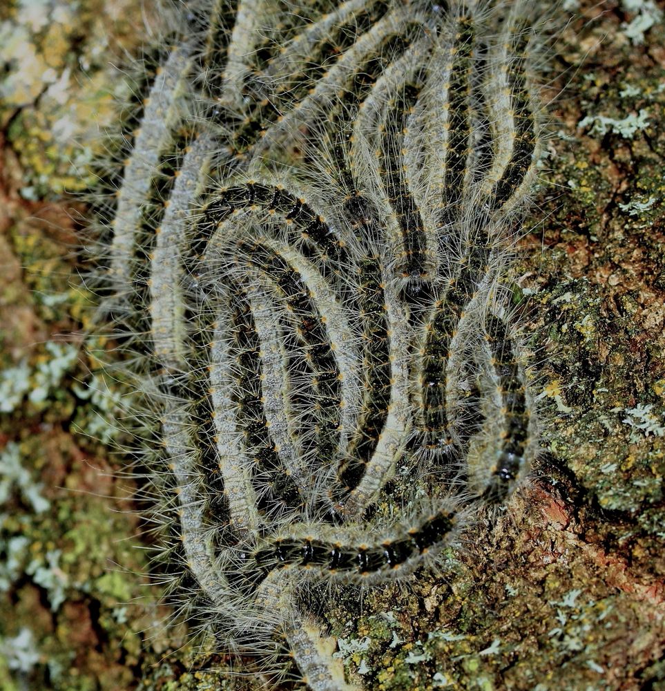 Eichen-Prozessionsspinner (Thaumetopoea processionea) Foto & Bild ...