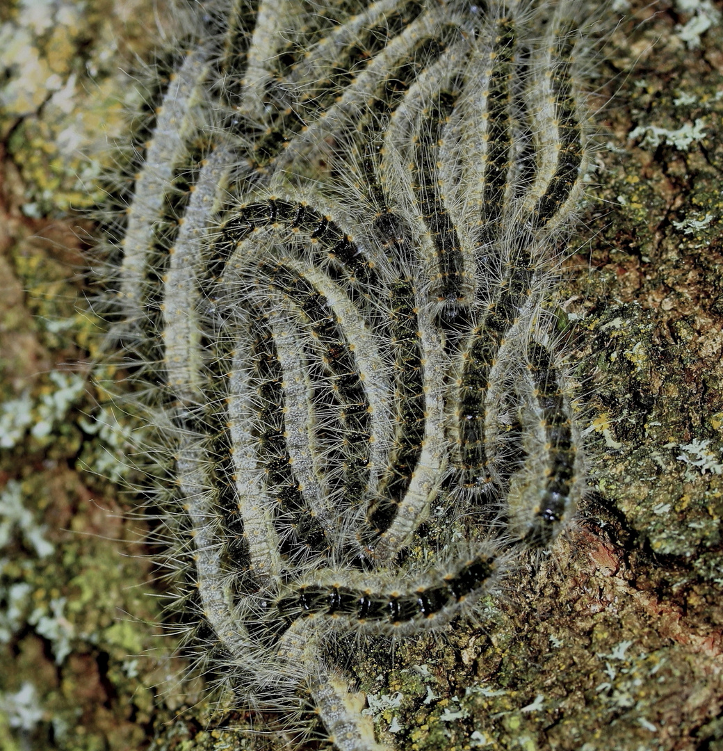 Eichen-Prozessionsspinner (Thaumetopoea processionea) Foto & Bild | wald, bäume, baum Bilder auf ...