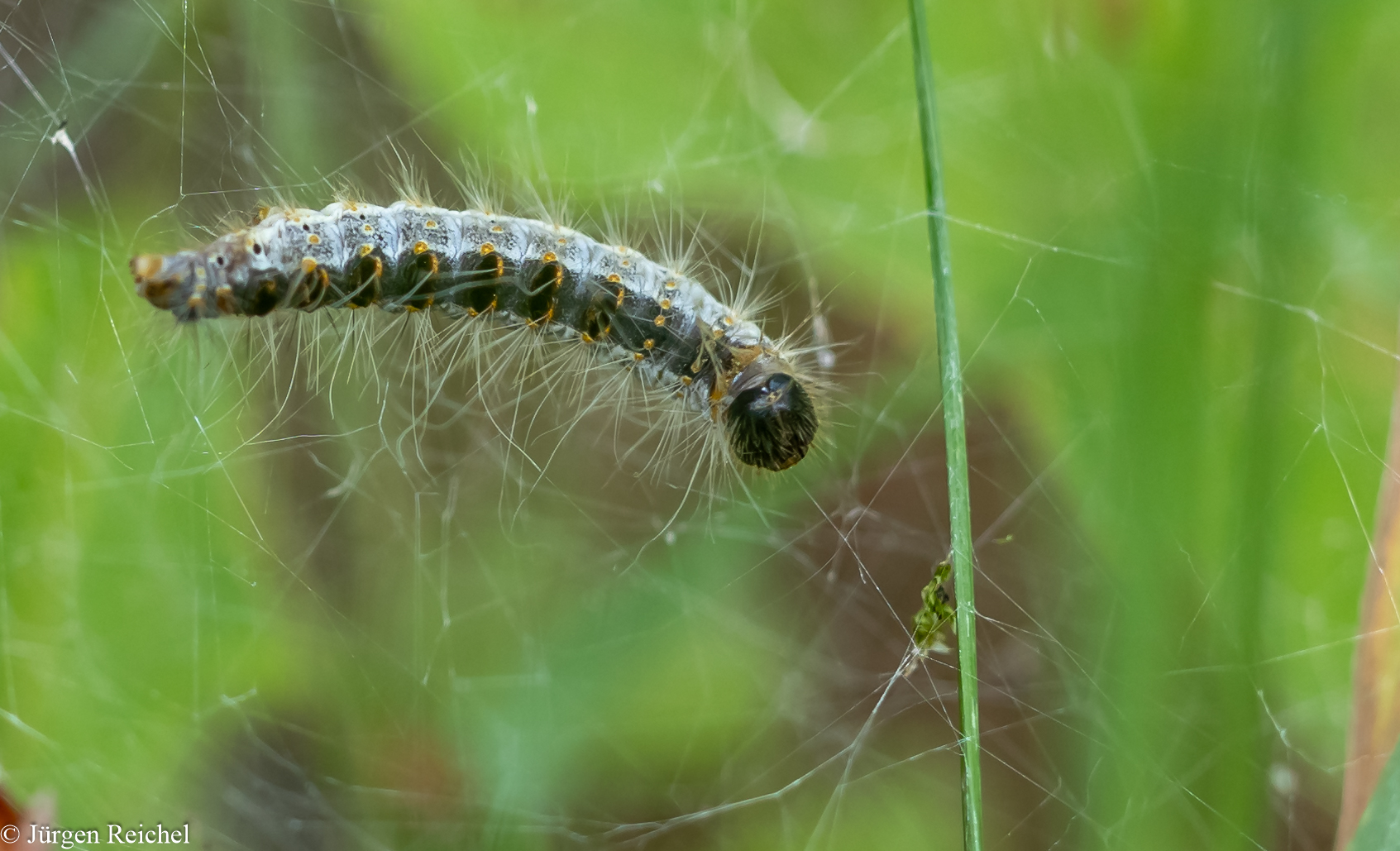 Eichen-Prozessionsspinner ( Thaumetoponea processionea )) Foto & Bild ...