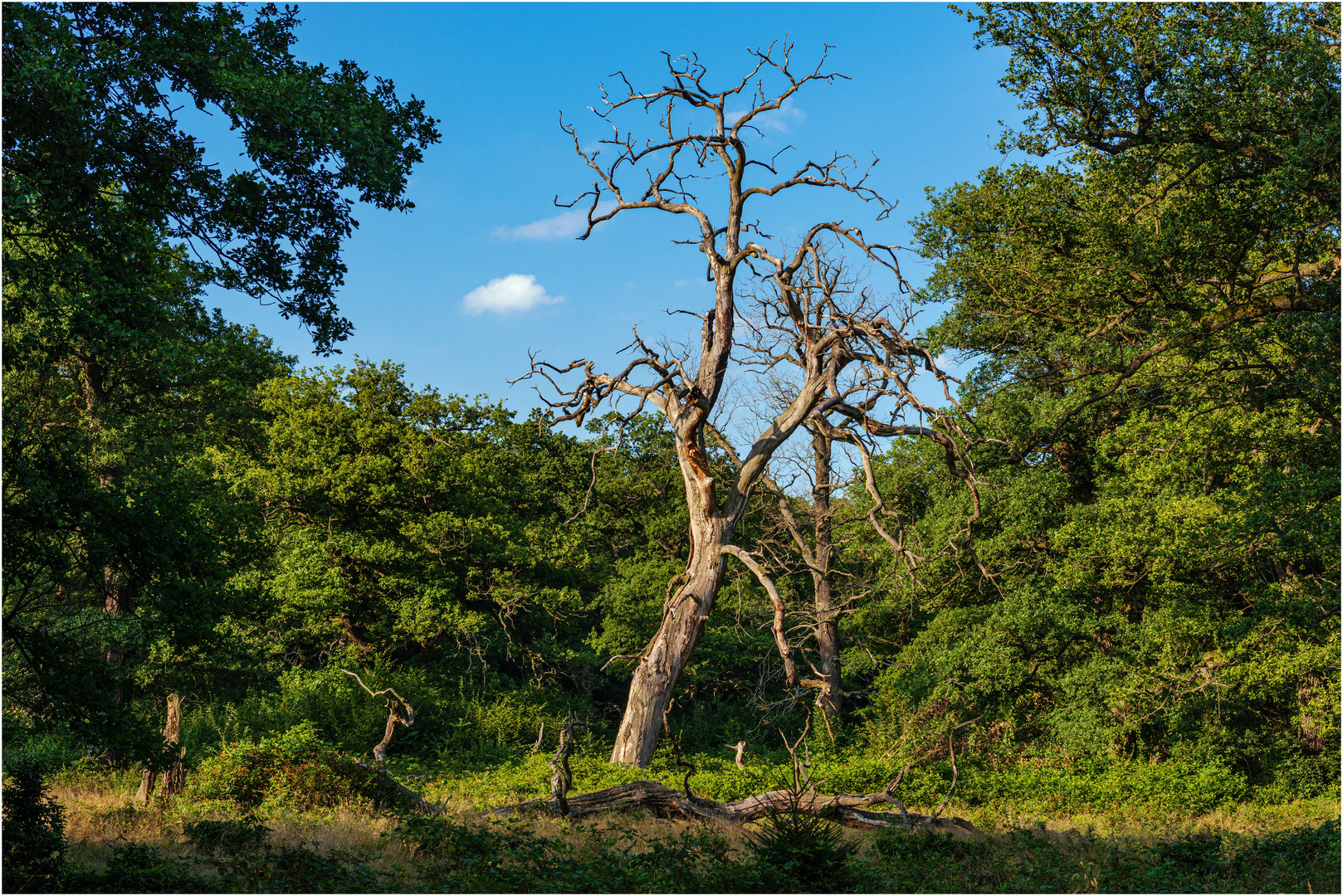 "Eichen" - Reinhardswald, Kassel Foto & Bild | landschaft, wald ...
