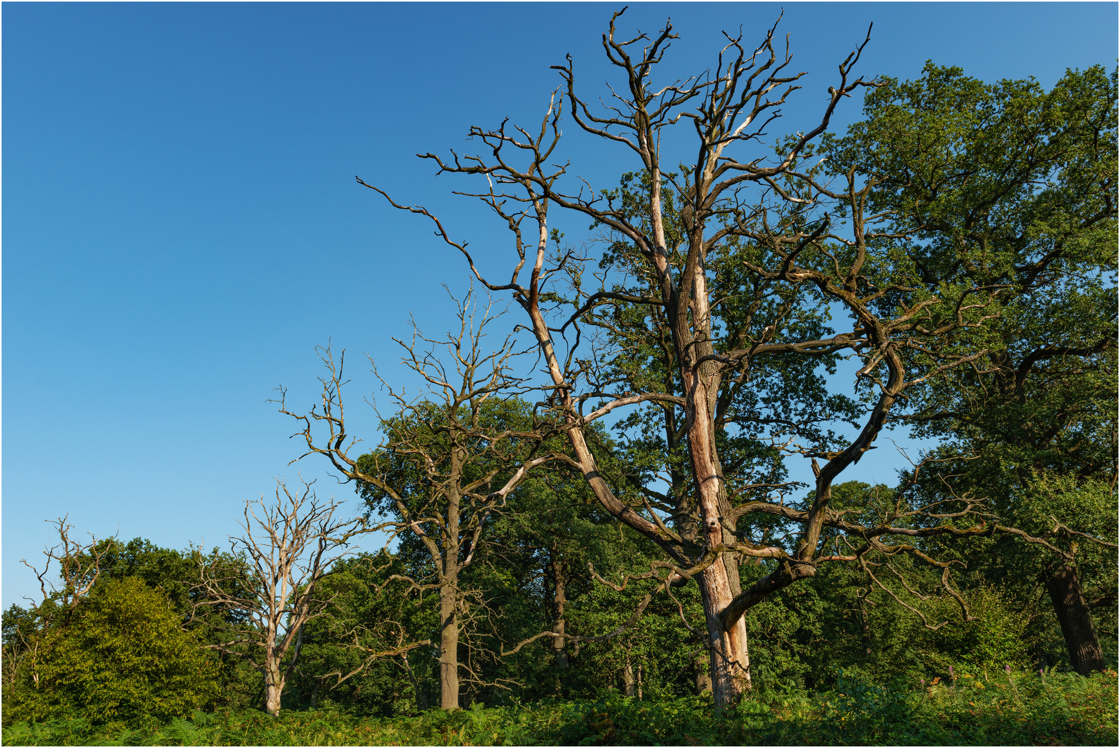 "Eichen" - Reinhardswald, Kassel Foto & Bild | landschaft, wald ...