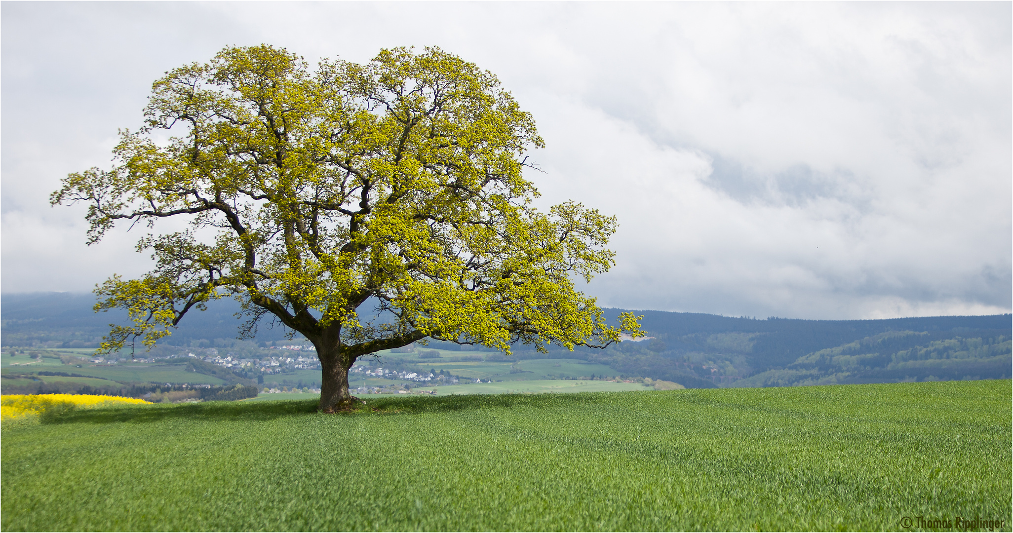 Eichenbaum.... Foto & Bild | pflanzen, pilze & flechten, bäume ...