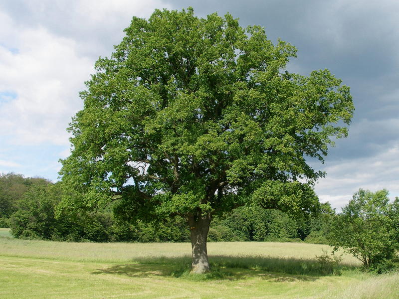" EICHENBAUM " Foto & Bild | pflanzen, pilze & flechten, moose & farne ...