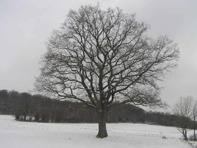 " EICHENBAUM " Foto & Bild | pflanzen, pilze & flechten, bäume ...