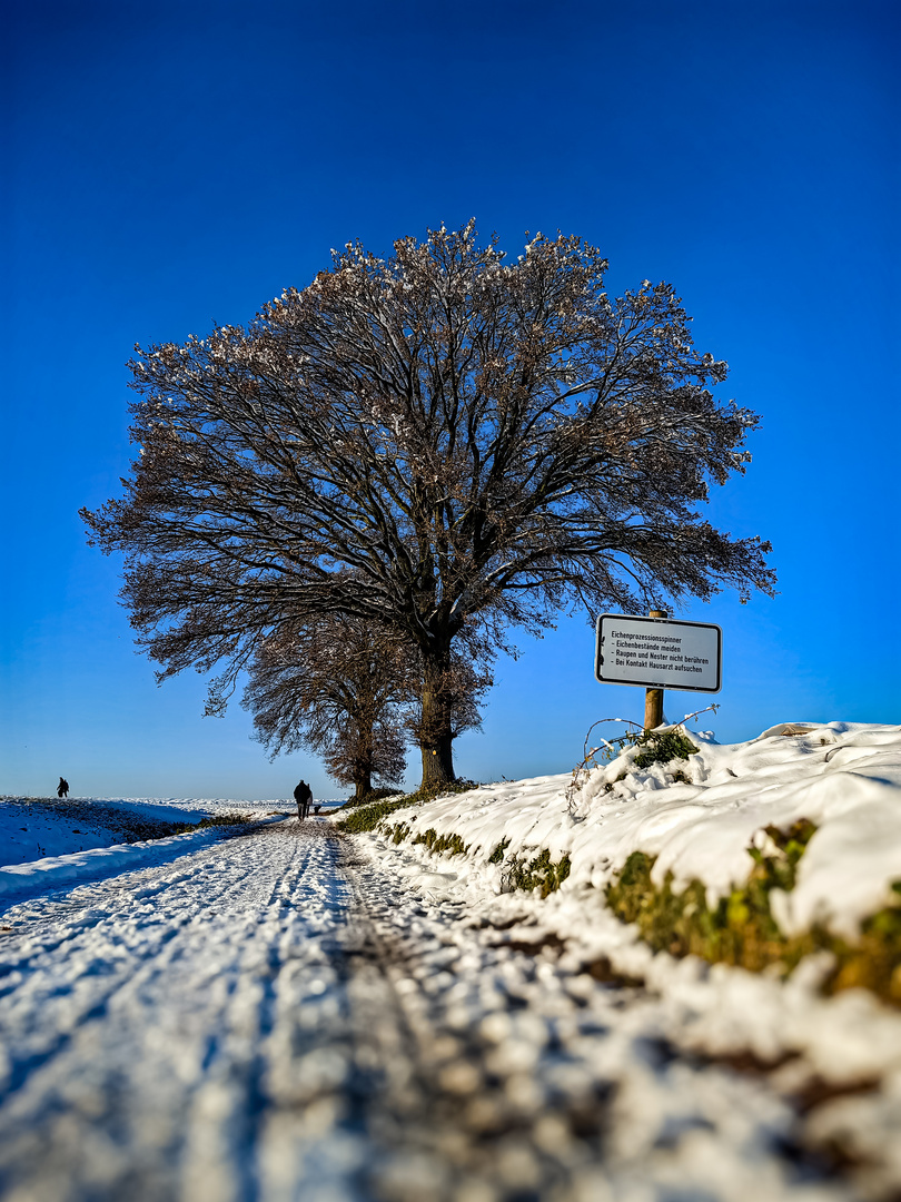 Eichenbaum Foto & Bild | pflanzen, pilze & flechten, landschaft, bäume ...