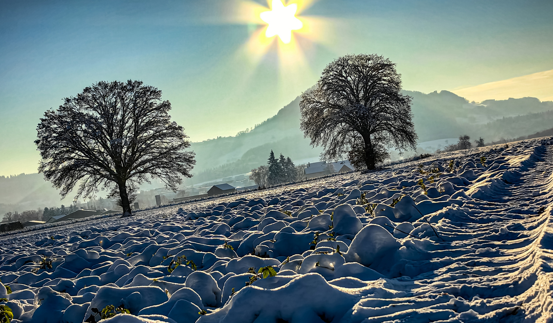 Eichenbaum Foto & Bild | pflanzen, pilze & flechten, landschaft, bäume ...