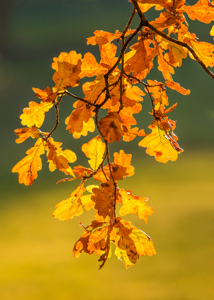 Eichenblätter Foto & Bild | oktober, wald, bäume Bilder auf fotocommunity