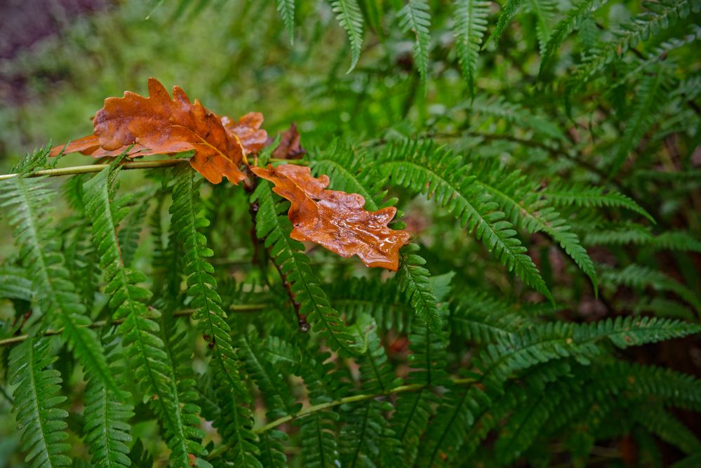 Eichenblätter Foto & Bild | wald, natur, herbst Bilder auf fotocommunity