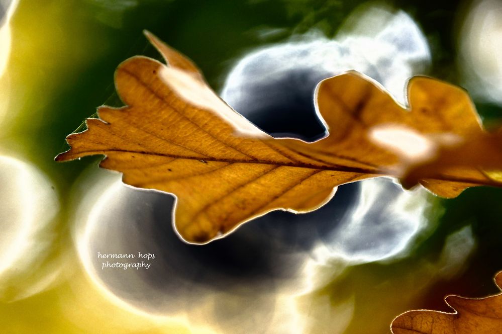 Eichenblatt Foto & Bild | natur, bäume, herbst Bilder auf fotocommunity