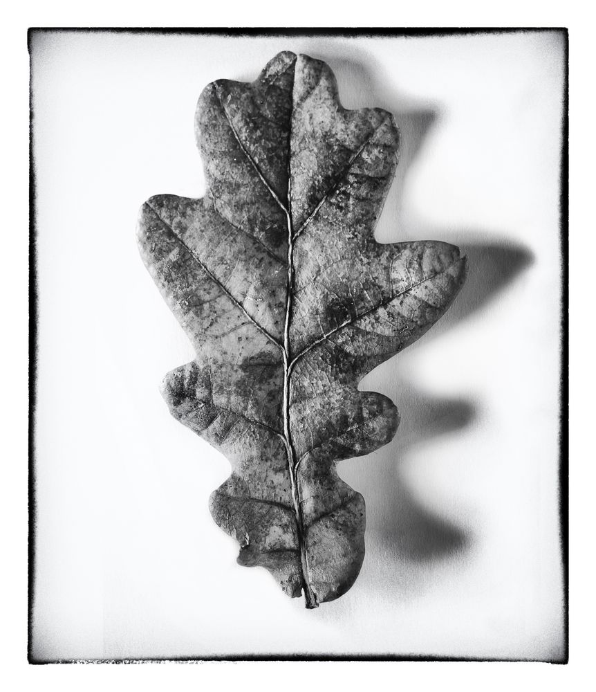 eichenblatt Foto & Bild | spezial, bäume, natur Bilder auf fotocommunity