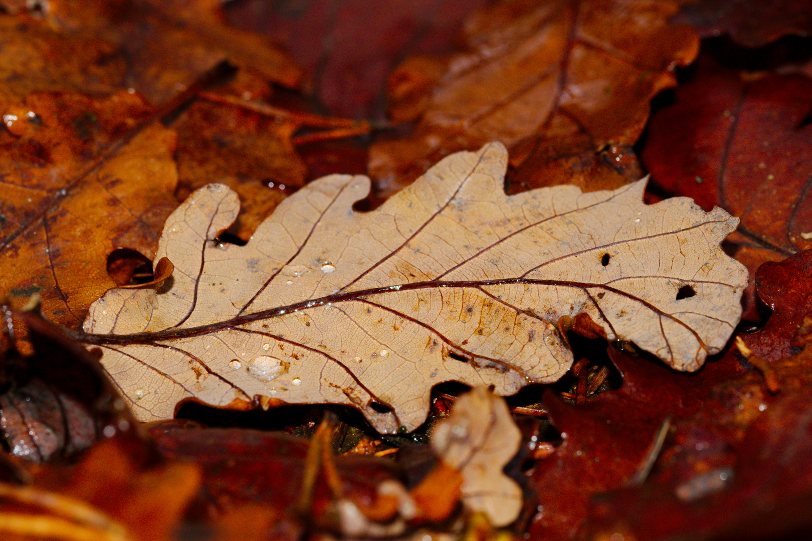 Eichenblatt im Herbst 1 Foto & Bild | wald, natur, herbst Bilder auf ...