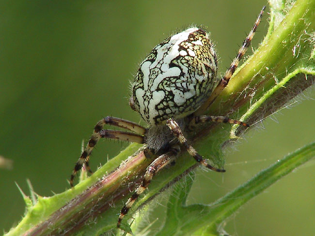 Eichenblatt-Radnetzspinne (Aculepeira ceropegia) Foto & Bild | tiere ...