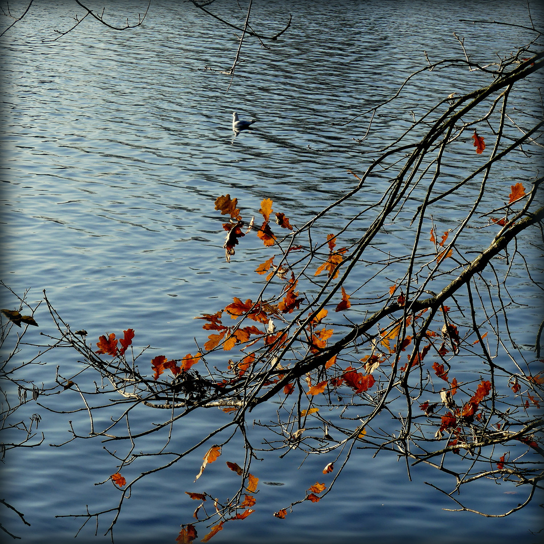 Eichenlaub Foto & Bild | pflanzen, pilze & flechten, landschaft, bäume ...