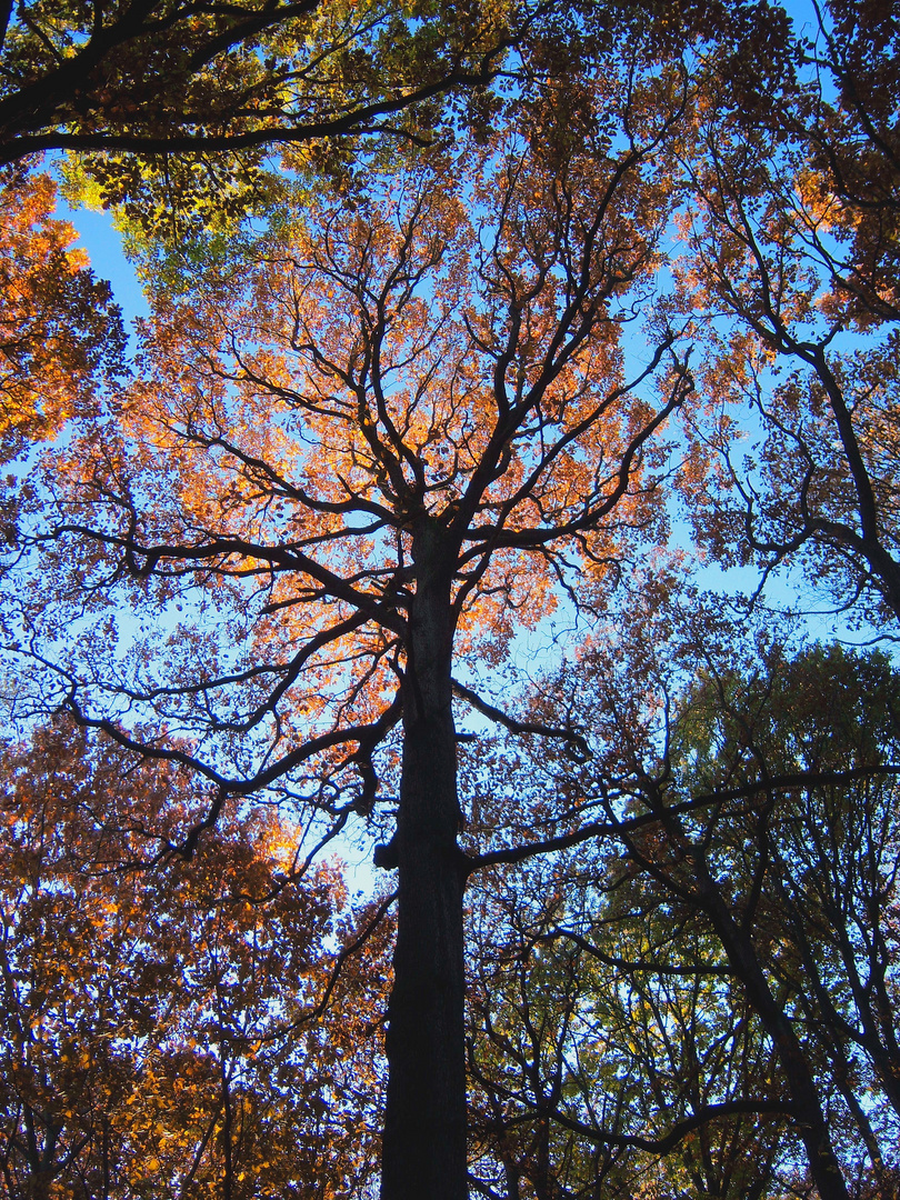 Eichenlaub... Foto & Bild | wald, outdoor, bäume Bilder auf fotocommunity