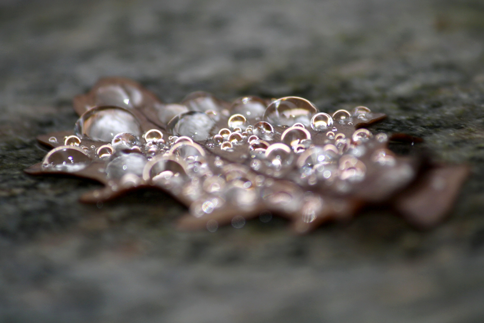 EichenLaub Foto & Bild | fotos, spezial, dokumentation Bilder auf ...