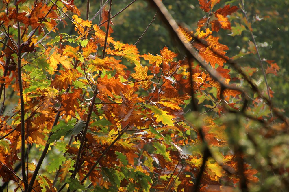 Eichenlaub Foto & Bild | pflanzen, pilze & flechten, jahreszeiten ...