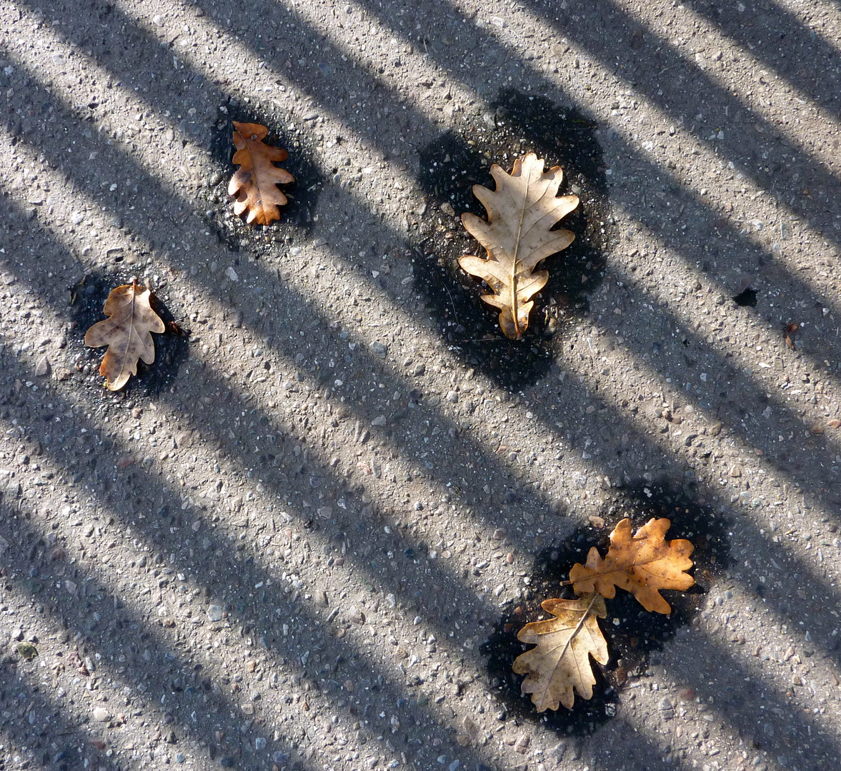 Eichenlaub Foto & Bild | abstraktes, pflanzen, pilze & flechten, bäume ...