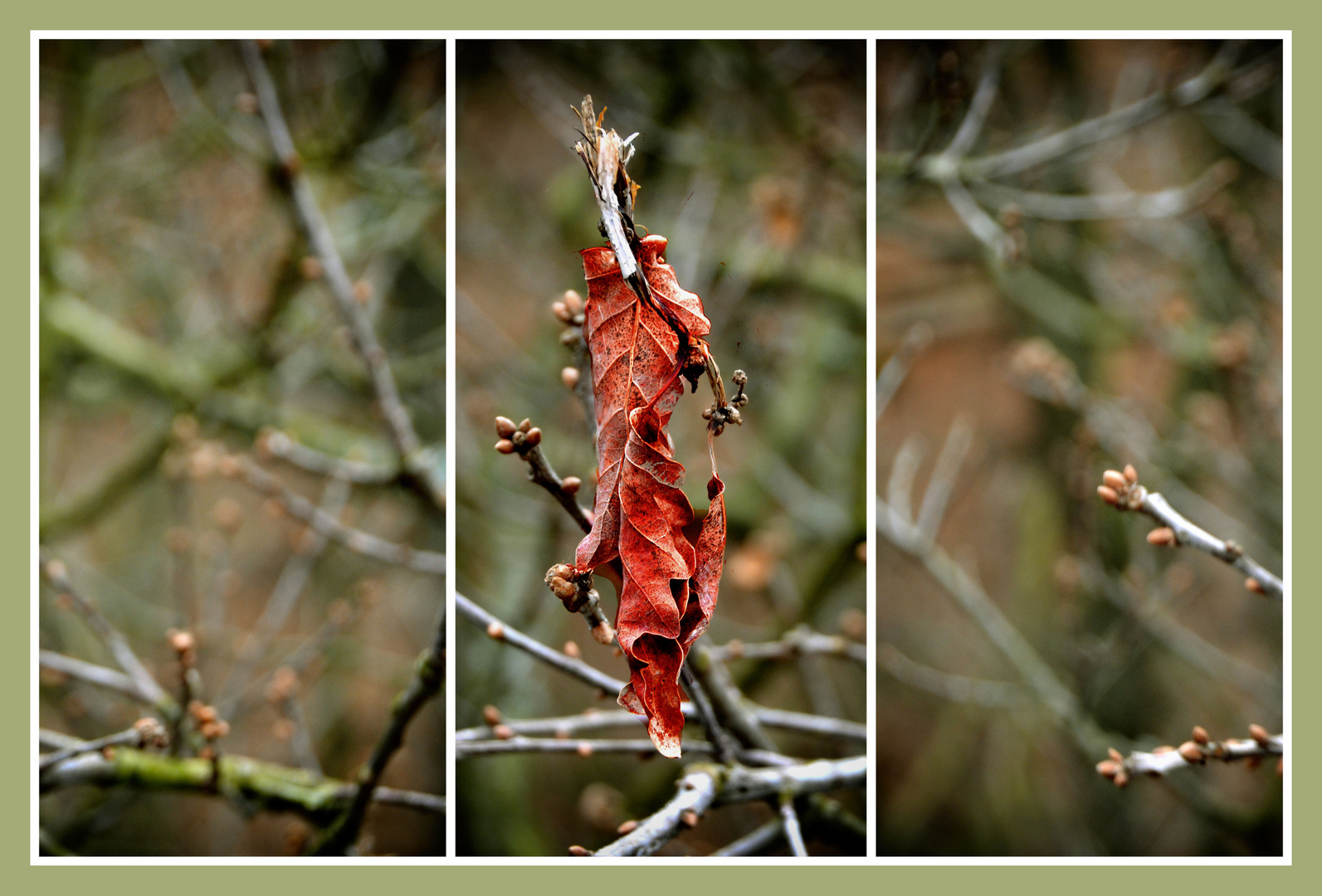 Eichenlaub Foto & Bild | bäume, natur, filtertechnik Bilder auf ...