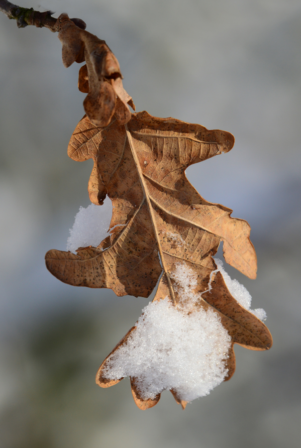 Eichenlaub Foto & Bild | pflanzen, pilze & flechten, bäume, laubbäume ...