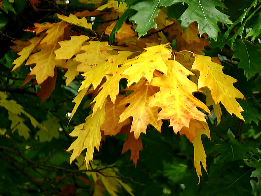 Eichenlaub, . . . Foto & Bild | pflanzen, pilze & flechten, bäume ...